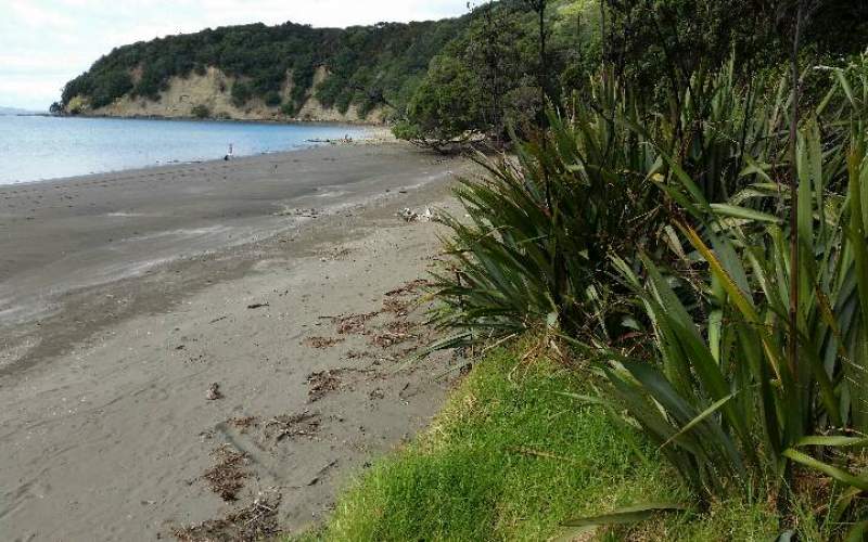Mahurangi Regional Park | Freedom/Basic Camp | New Zealand